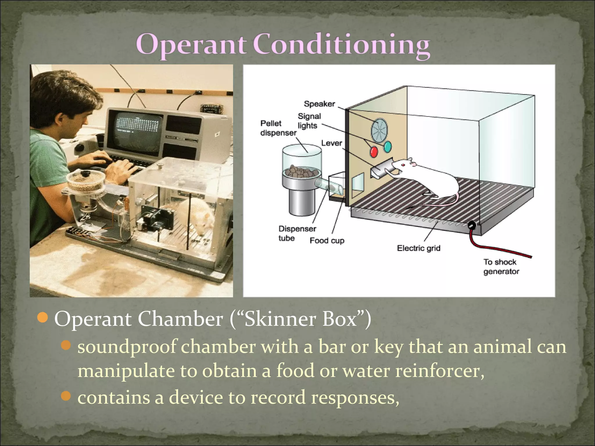 BF Skinner- Operant Conditioning | PPT