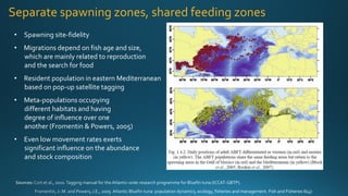 Atlantic Bluefin Tuna: Ecological based management of highly migratory ...