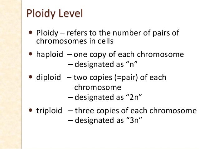 Bft1033 1 mitosis_print1