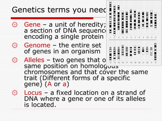 Bft1033 3 mendelian_genetics_2012 | PPT