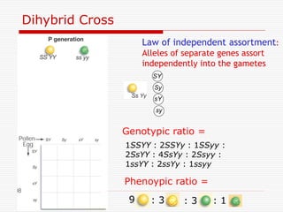 Bft1033 3 mendelian_genetics_2012 | PDF