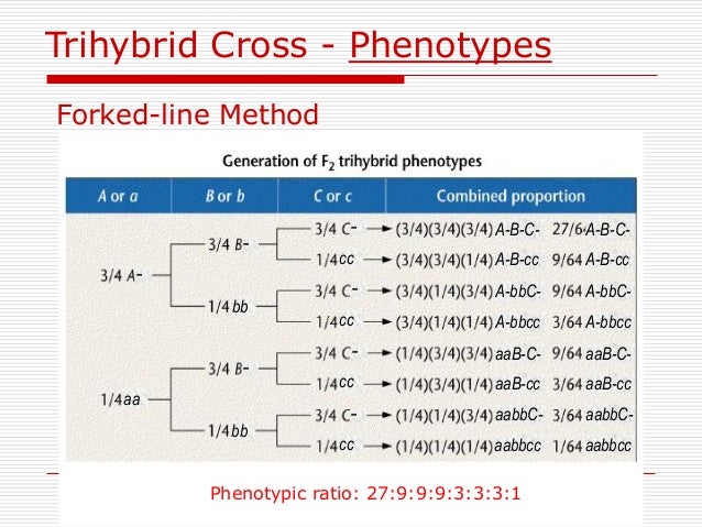 Bft1033 3 mendelian_genetics_2012