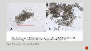 Biofloc Technology: Advancing Sustainable Aquaculture and Ammonia ...