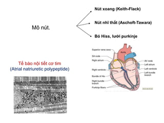 BG-tim mach.ppt