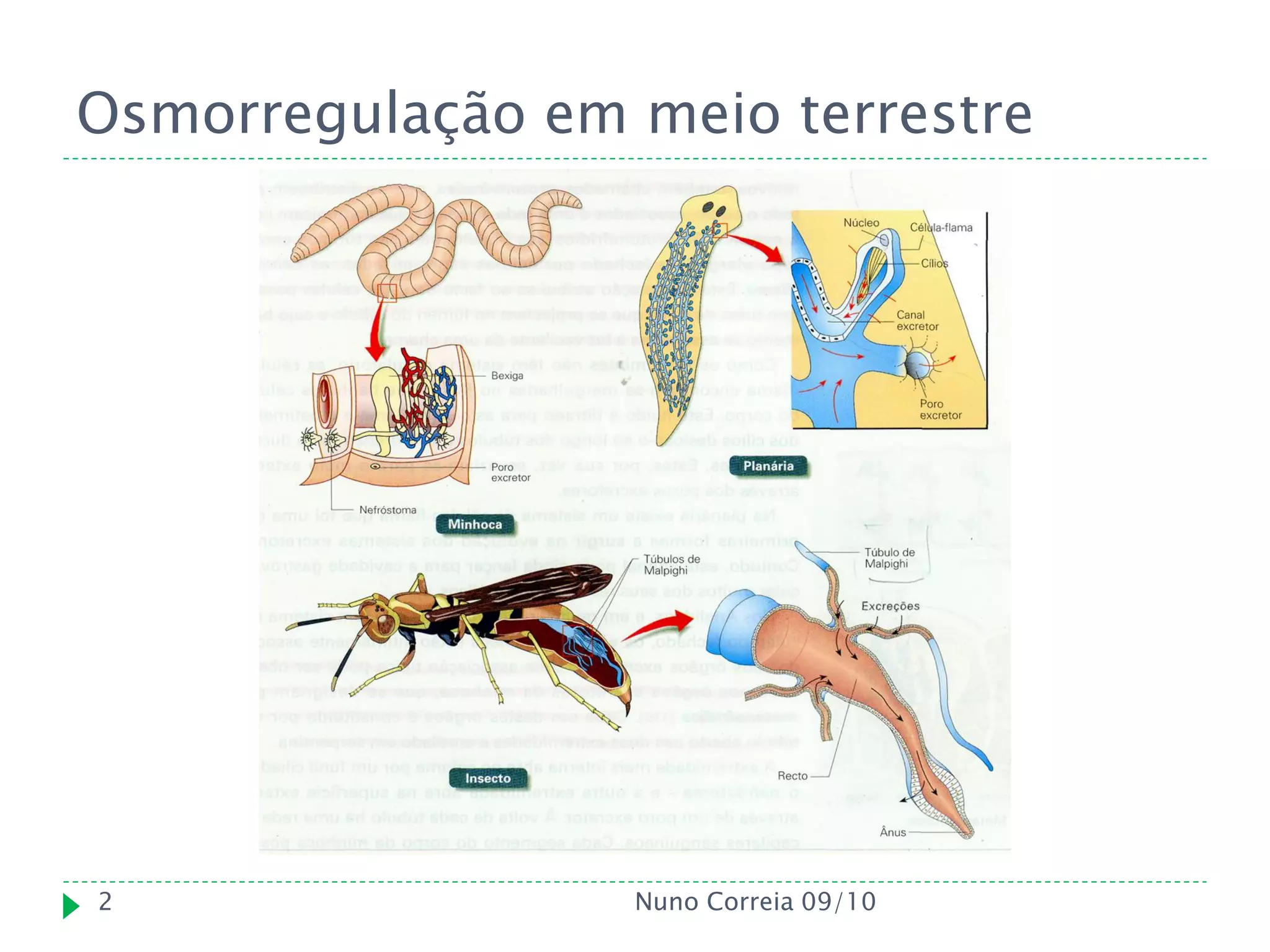 Bg29 regulação nos seres vivos - osmorregulação (parte ii) | PPT