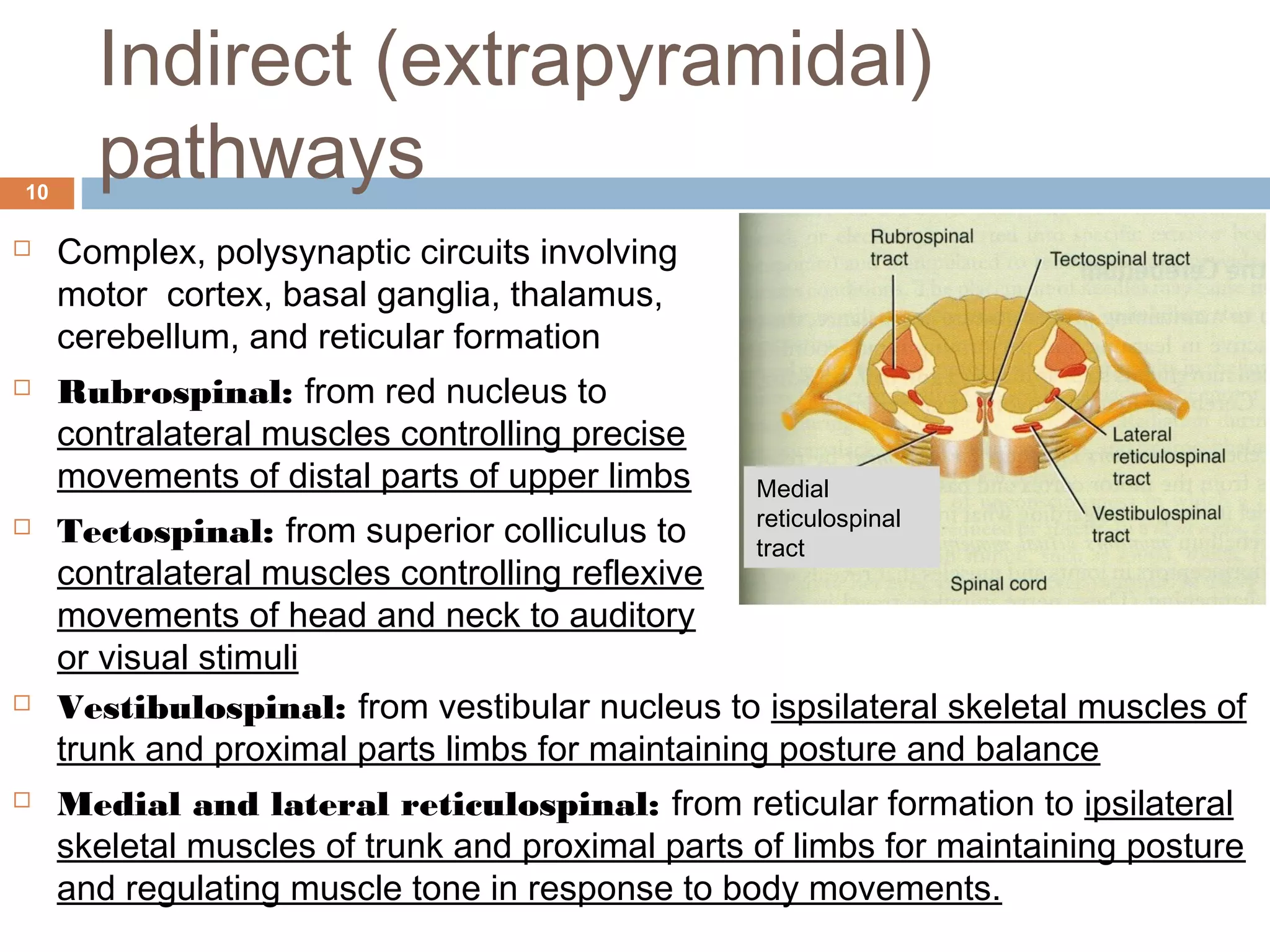 Reflex and Voluntary Control of Movement | PPT