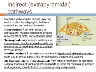 Reflex and Voluntary Control of Movement | PPT