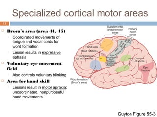 Reflex and Voluntary Control of Movement | PPT