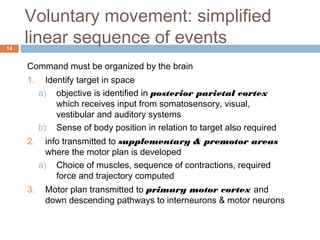 Reflex and Voluntary Control of Movement | PPT