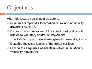 Reflex and Voluntary Control of Movement | PPT