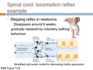 Reflex and Voluntary Control of Movement | PPT