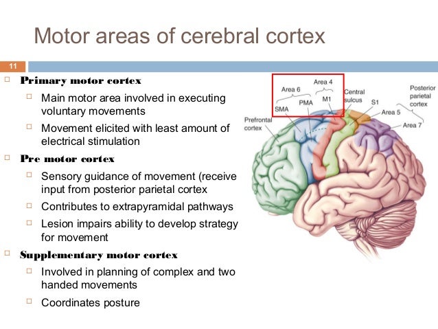 Reflex and Voluntary Control of Movement