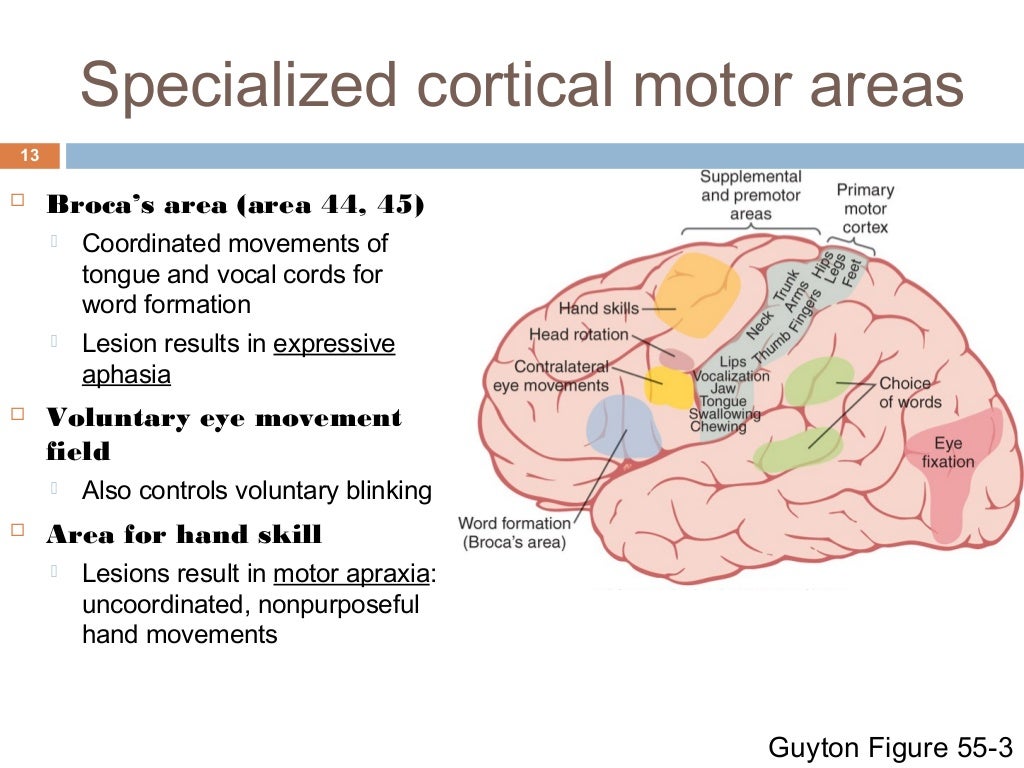 Reflex and Voluntary Control of Movement