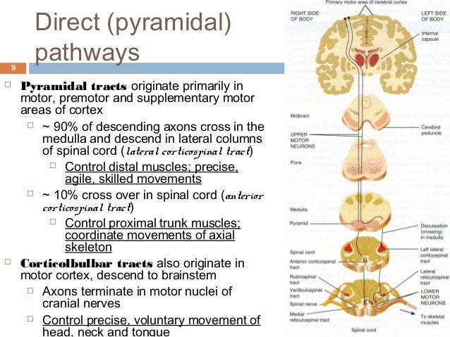 Reflex and Voluntary Control of Movement