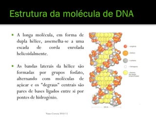 Bg 6 a estrutura da molécula de dna | PDF