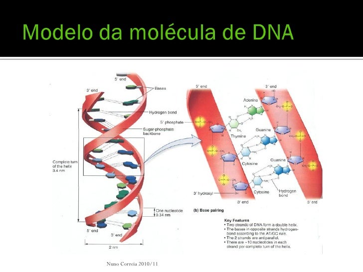 Bg 6 a estrutura da molécula de dna