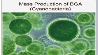 Isolation and purification of Cyanobacteria | PPTX