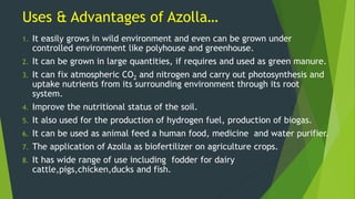 Bga & azolla | PPTX