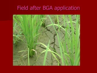 BGA AAPLICATION BY MPRLP SHAHDOL | PPT