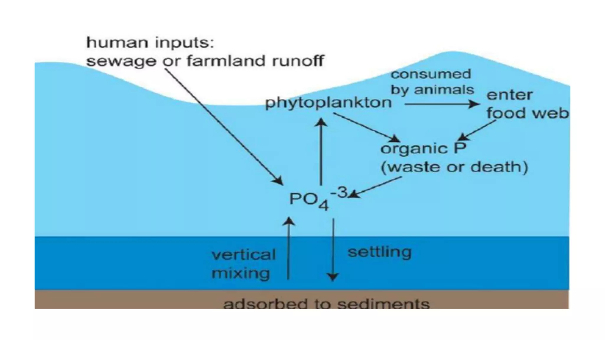 MARINE BIOGEOCHEMICAL CYCLING | PPTX