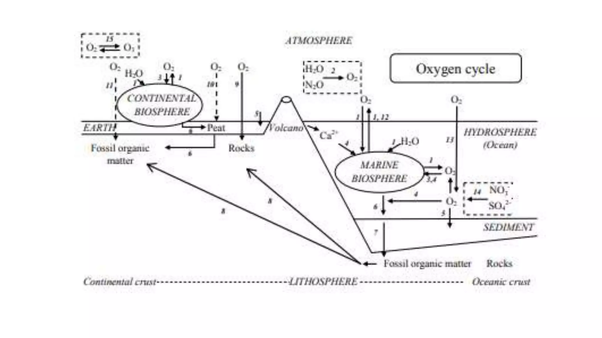 MARINE BIOGEOCHEMICAL CYCLING | PPTX