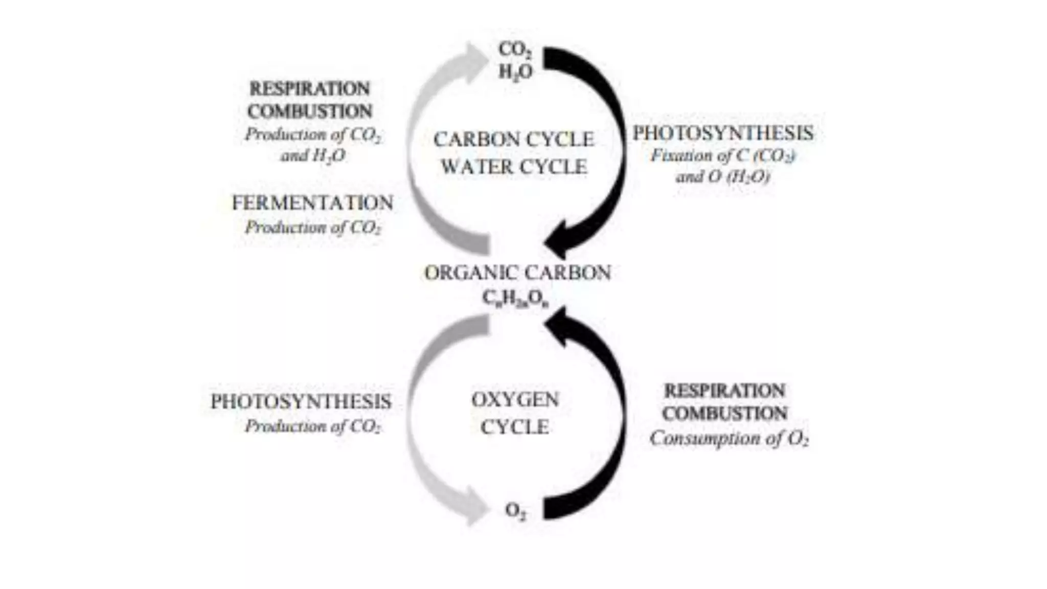 MARINE BIOGEOCHEMICAL CYCLING | PPTX