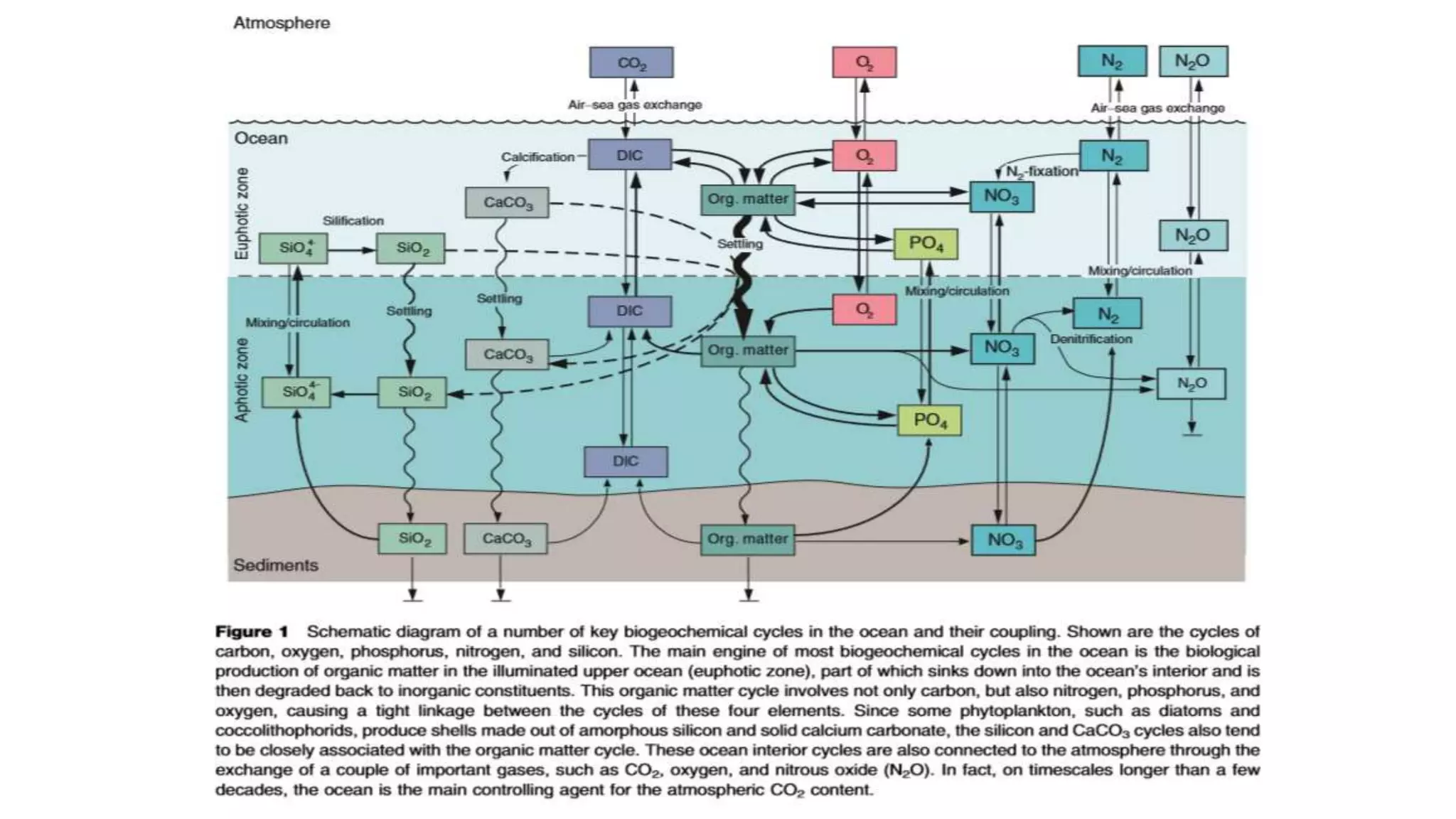 MARINE BIOGEOCHEMICAL CYCLING | PPTX