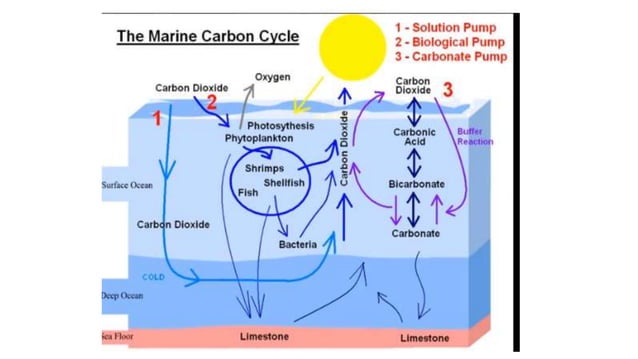 MARINE BIOGEOCHEMICAL CYCLING | PPTX | Chemistry | Science