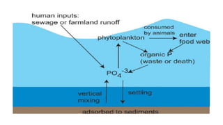 MARINE BIOGEOCHEMICAL CYCLING | PPTX