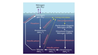 MARINE BIOGEOCHEMICAL CYCLING | PPTX
