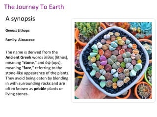 Lithops the living stone | PPT