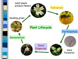 B) Growing Plants | PPT