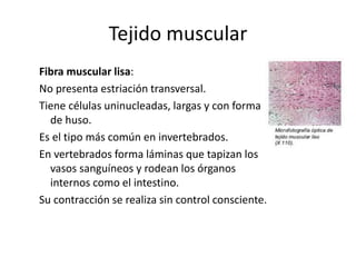 Tema 3 La organización pluricelular | PPTX