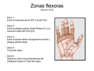 Anatomía mano 2 | PPTX