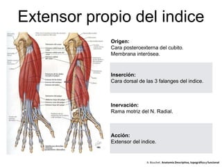 Anatomía mano 2 | PPTX