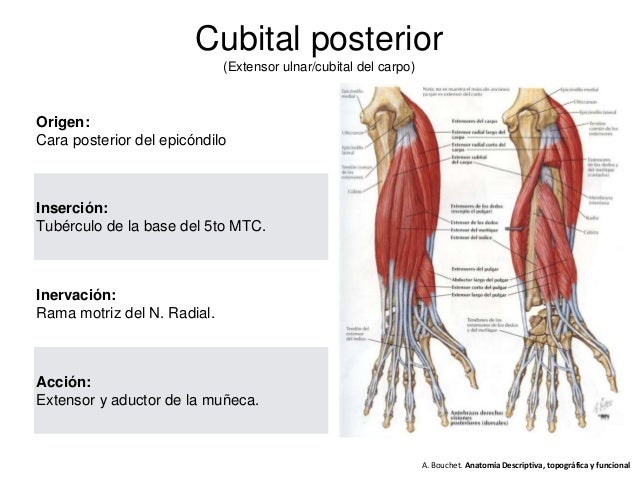 Anatomía mano 2