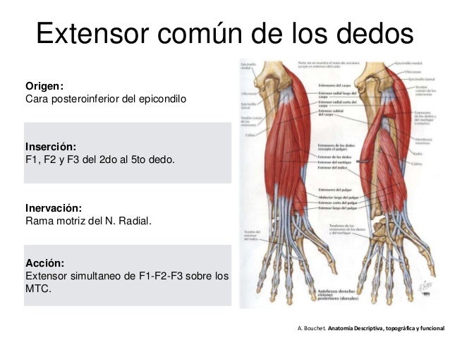 Anatomía mano 2
