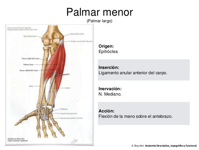 Anatomía mano 2