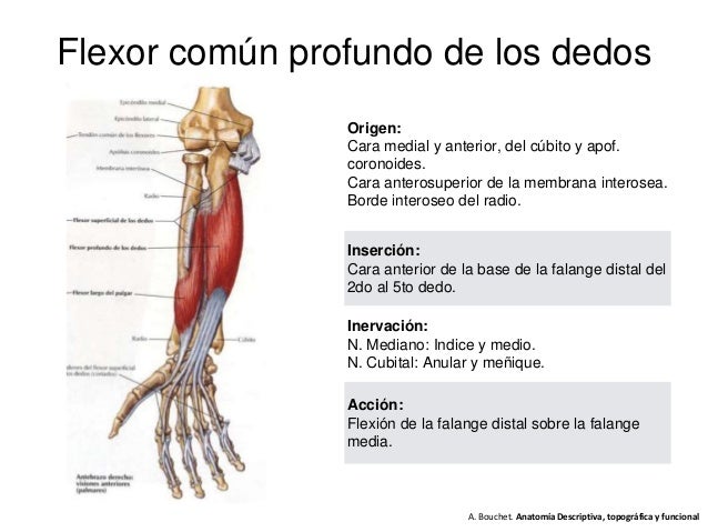 Anatomía mano 2