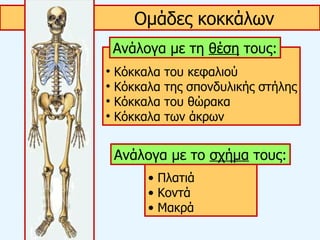 Σκελετός και οστά | PDF