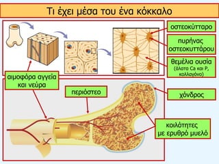 Σκελετός και οστά | PDF