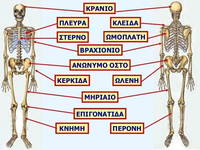Σκελετός και οστά