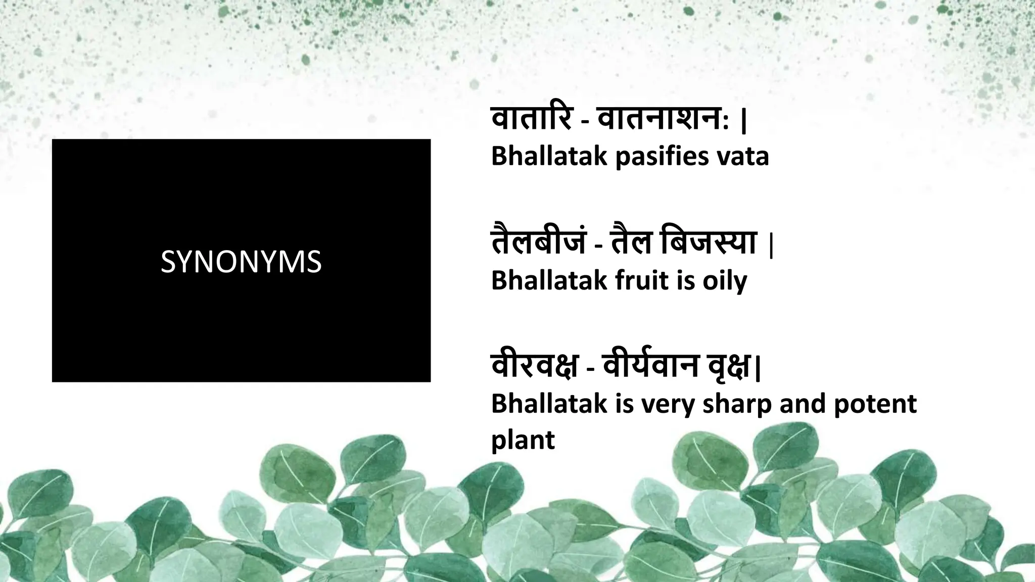 BHALLATAK -.pptx bhallataka dravya guna batch ppt | PPTX