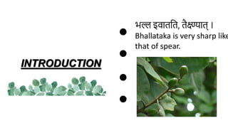 BHALLATAK -.pptx bhallataka dravya guna batch ppt | PPTX