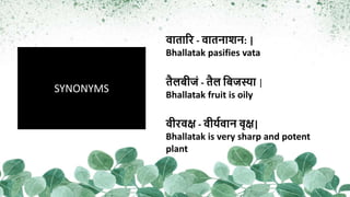 BHALLATAK -.pptx bhallataka dravya guna batch ppt | PPTX