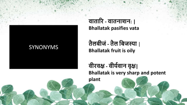 BHALLATAK -.pptx bhallataka dravya guna batch ppt | PPTX | Gardening ...