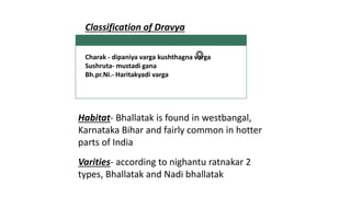 BHALLATAK -.pptx bhallataka dravya guna batch ppt | PPTX
