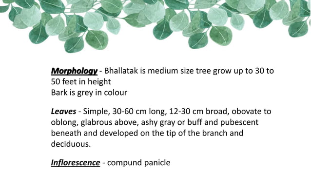 BHALLATAK -.pptx bhallataka dravya guna batch ppt | PPTX | Gardening ...