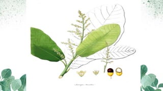 BHALLATAK -.pptx bhallataka dravya guna batch ppt | PPTX