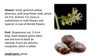 BHALLATAK -.pptx bhallataka dravya guna batch ppt | PPTX